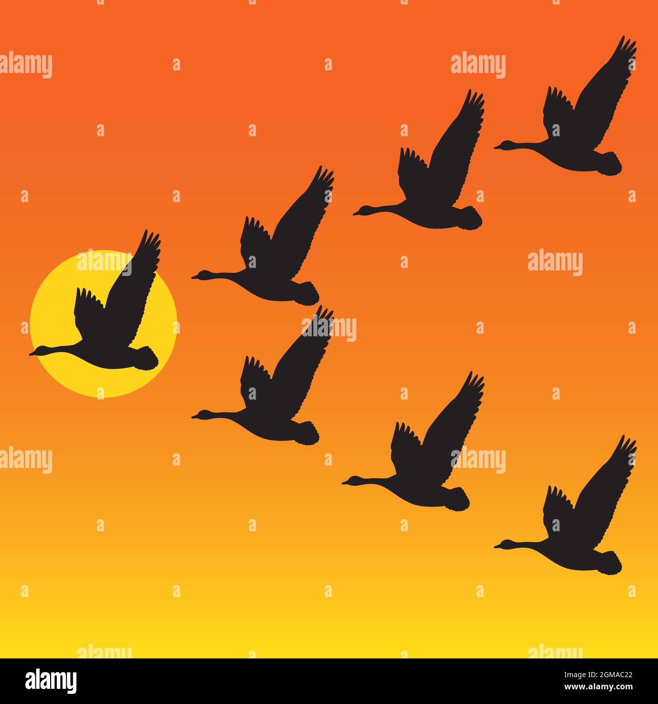 Pajaros Volando Atardecer