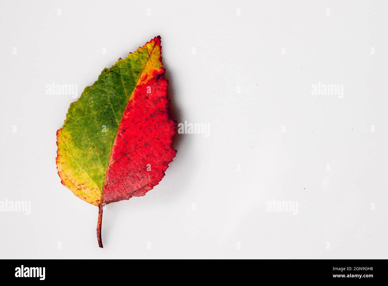 Hojas de otoño - colorida hoja de otoño sobre fondo blanco recorta ... Hojas de otoño - colorida hoja de otoño sobre fondo blanco recorta ...