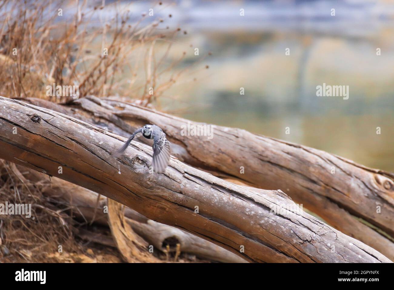 Pajaritos volando fotografías e imágenes de alta resolución - Alamy