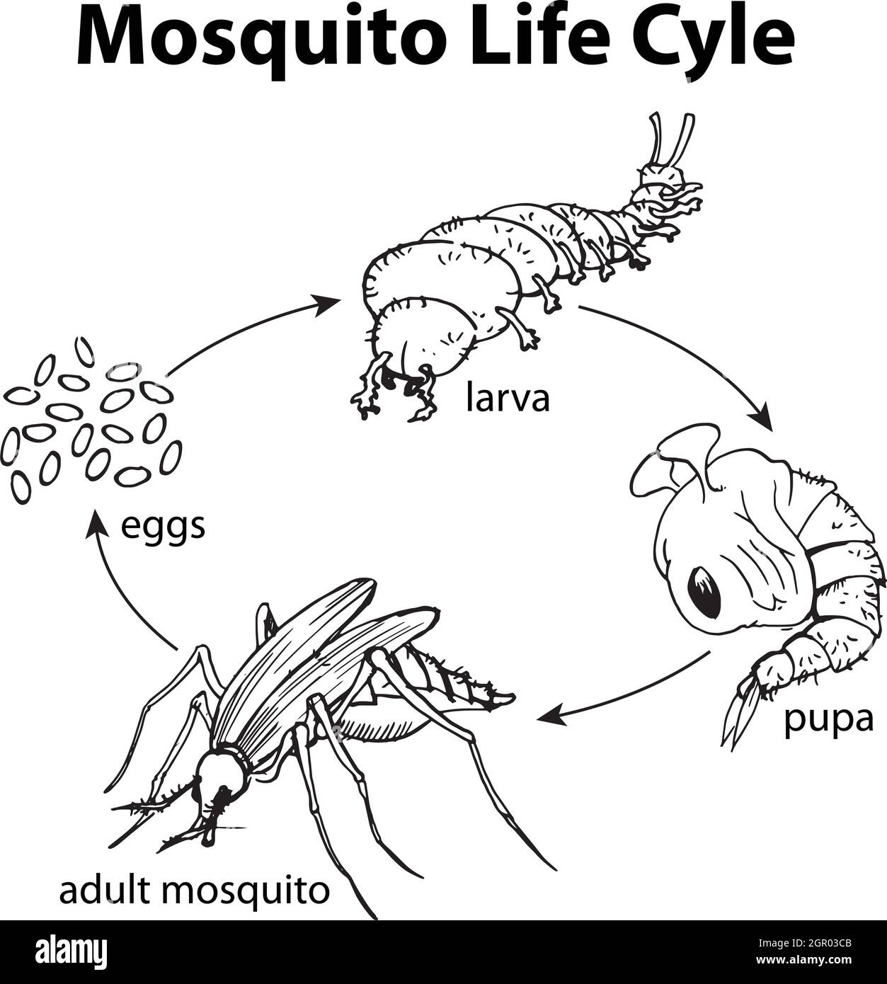 Dibujo Del Ciclo De Vida De Un Mosquito