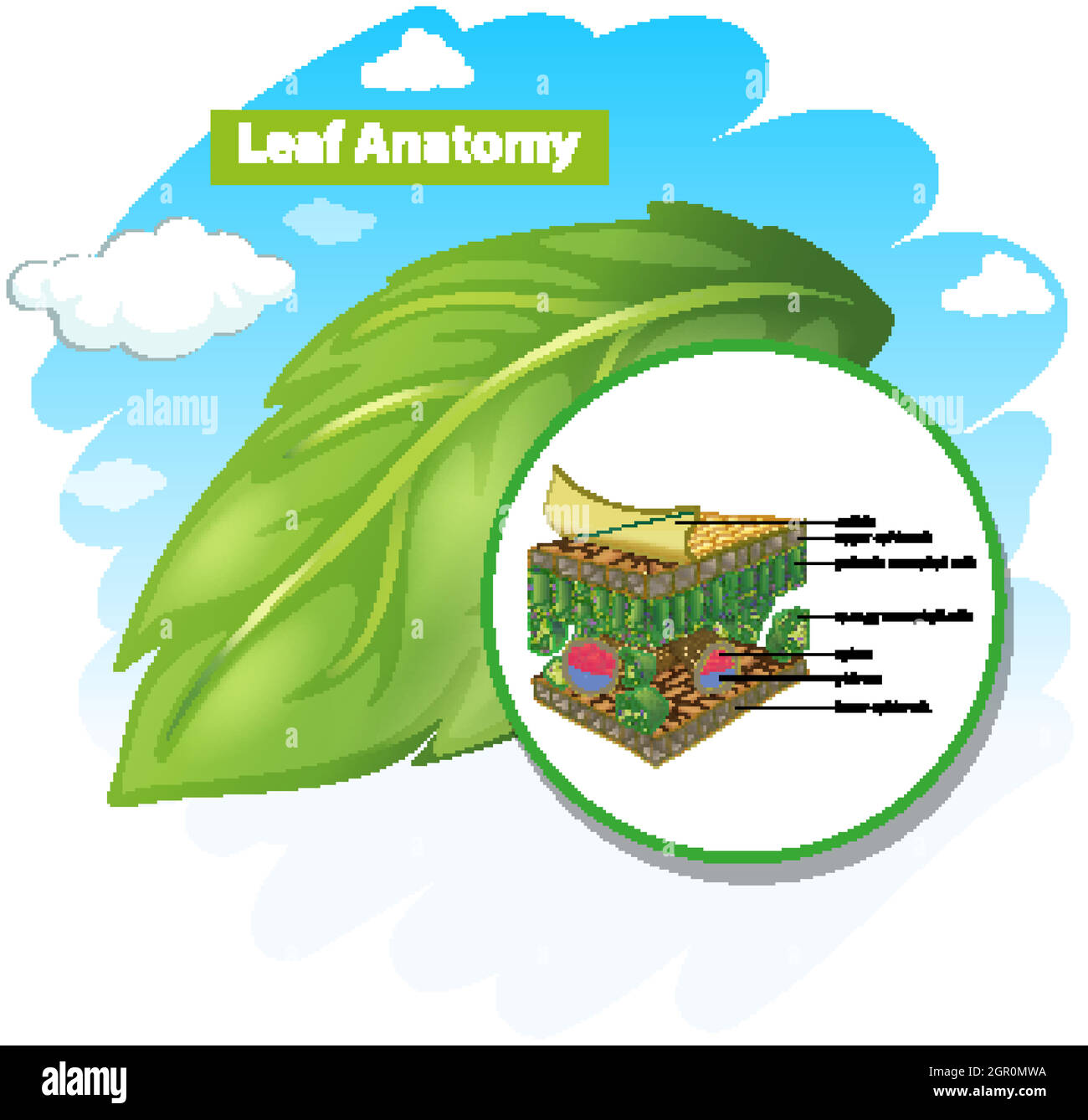 Diagrama que muestra la anatomía de las láminas Imagen Vector de stock ... Diagrama que muestra la anatomía de las láminas Imagen Vector de stock ...