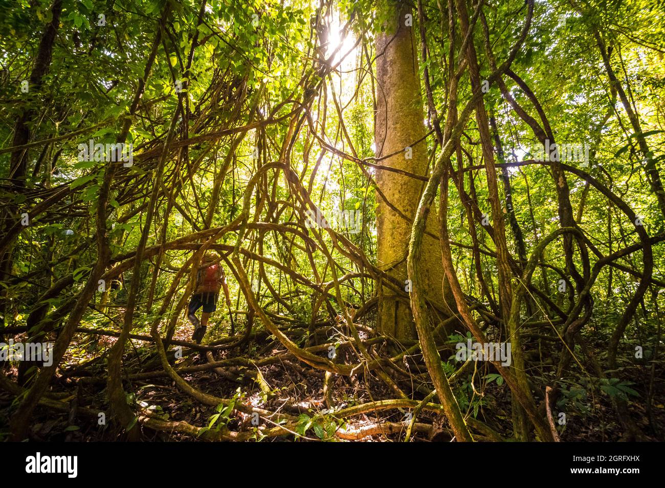 Creepers Lord Of The Flies