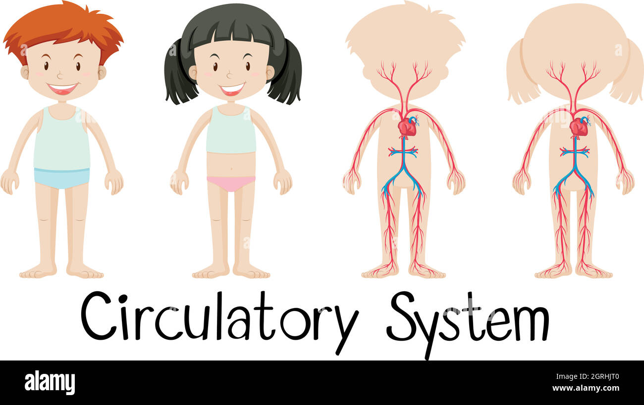 Diagrama Del Sistema Circulatorio Para Niños