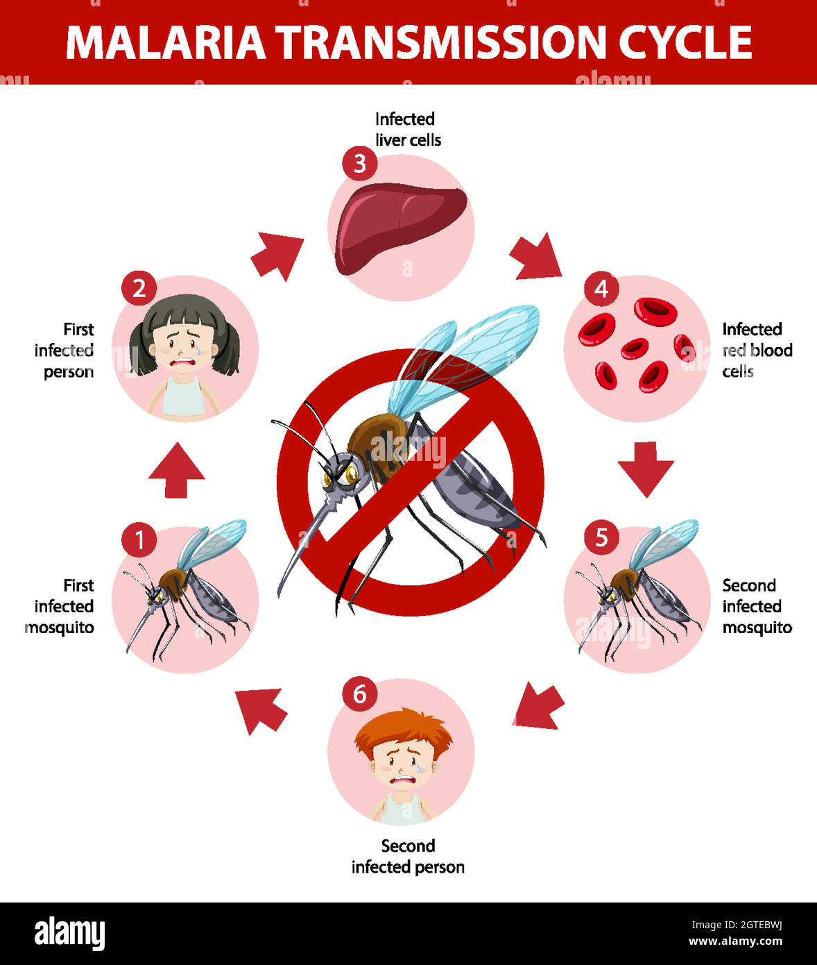 Infografía Informativa Sobre El Ciclo De Transmisión De La Malaria