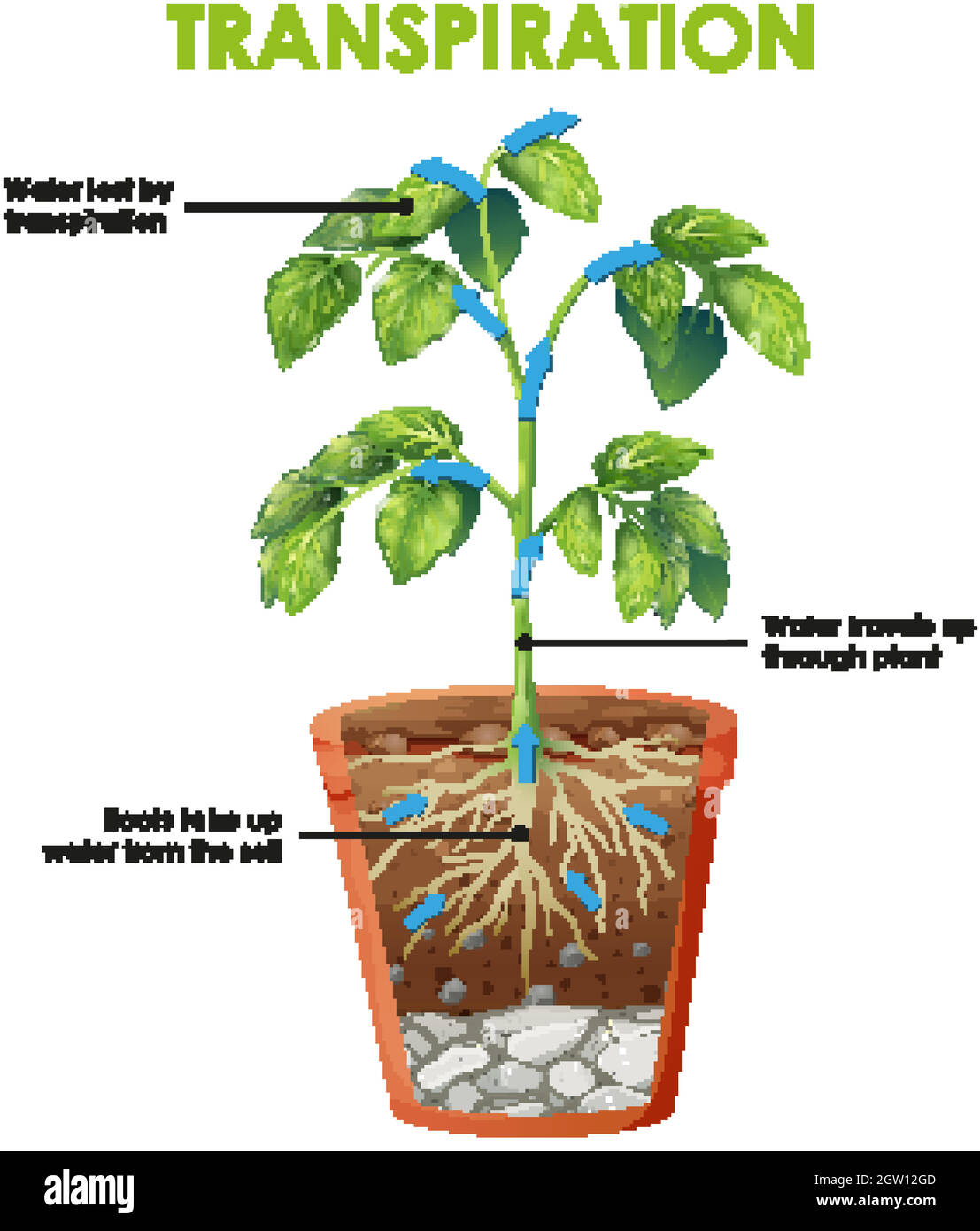 Transpiracion En Plantas Para Niños