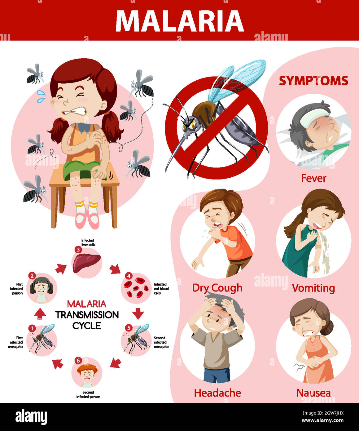 Ciclo De Transmisión De La Malaria E Información De Síntomas Infografía