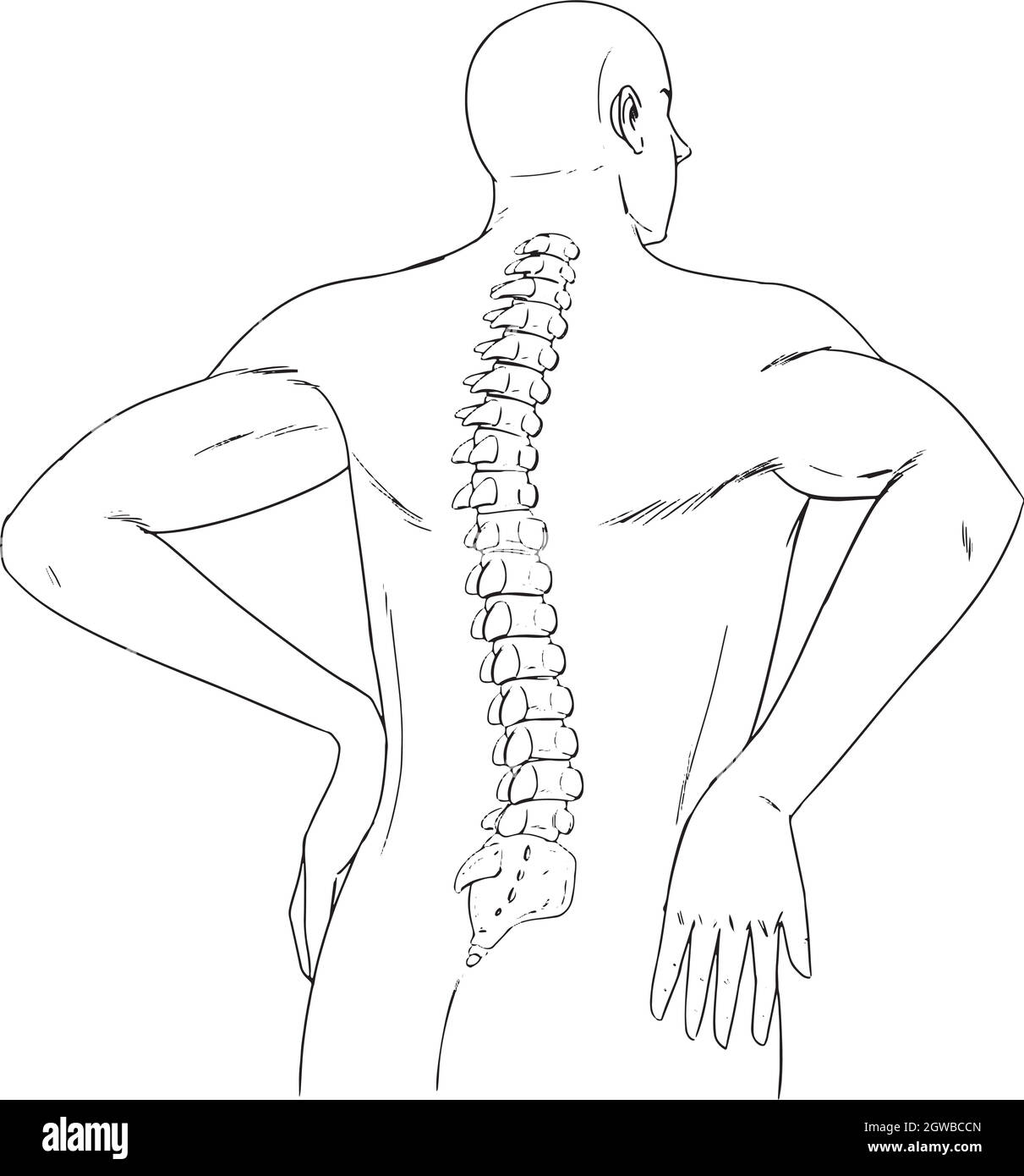 Columna Vertebral Colorear Vazquez Humano Sketch Coloring Page