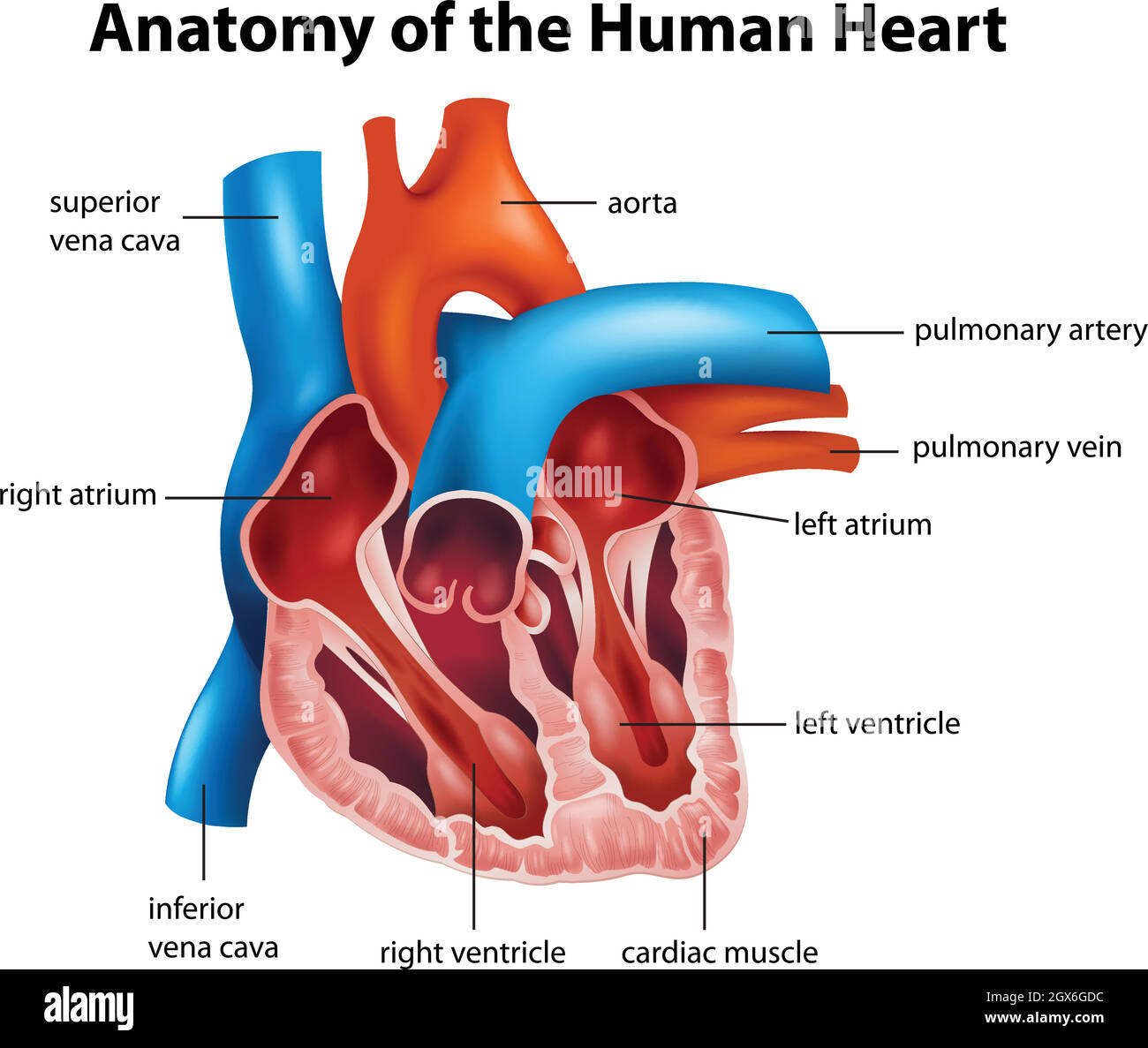 Anatomia corazon Imágenes recortadas de stock - Alamy