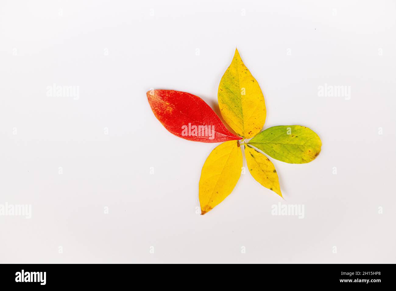 Hojas de otoño - colorida hoja de otoño sobre fondo blanco recorta ... Hojas de otoño - colorida hoja de otoño sobre fondo blanco recorta ...