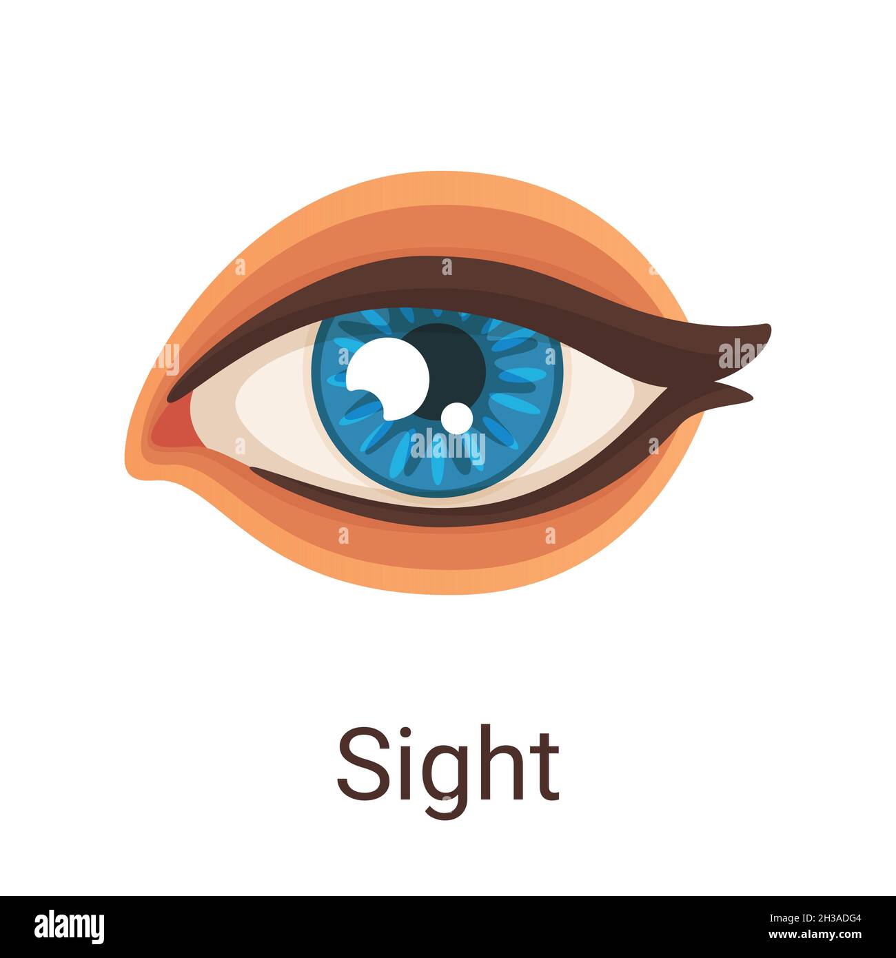 Sentido De La Vista Clipart