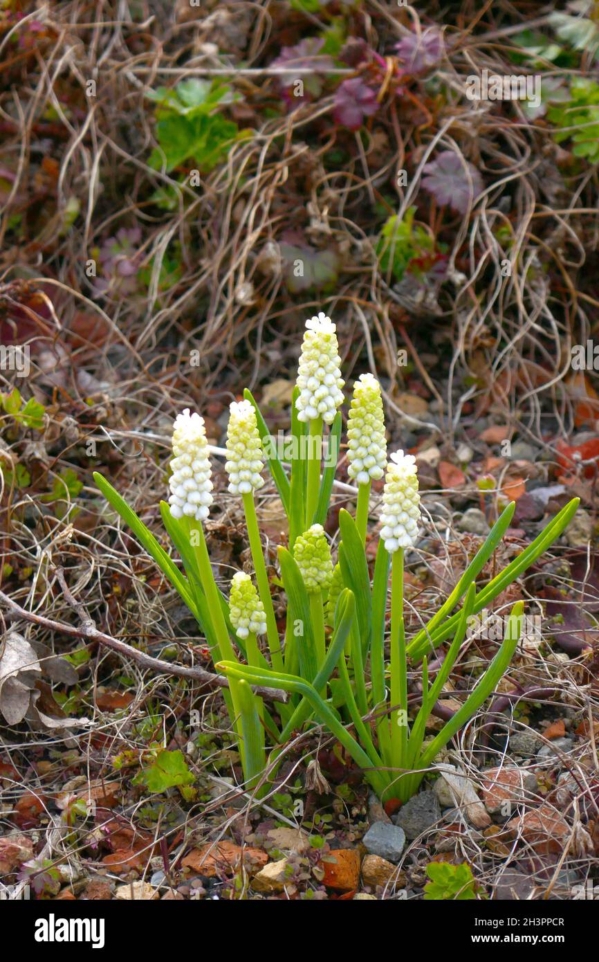 Muscari valerie finnis fotografías e imágenes de alta resolución - Alamy