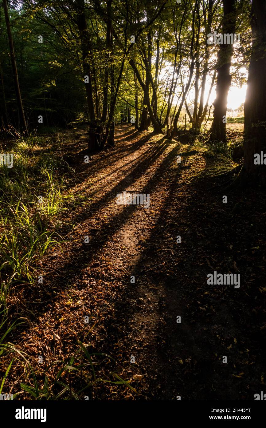 Estaciones Del Bosque Fotografías E Imágenes De Alta Resolución