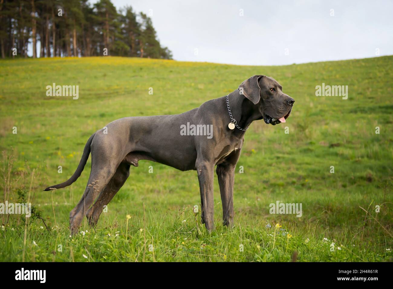 Gran Danes Cachorro Azul