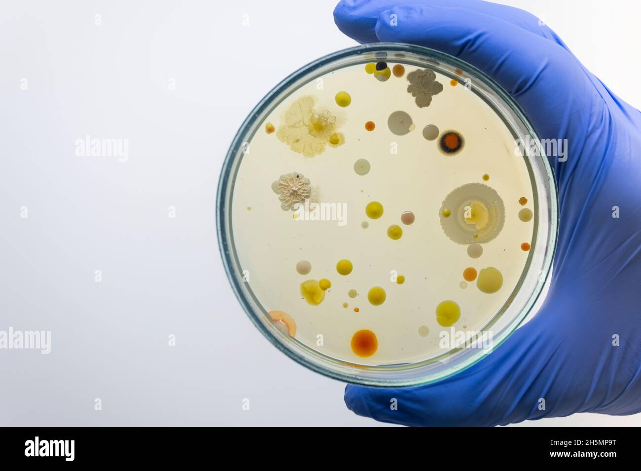 Bacterias Da Placa De Petri