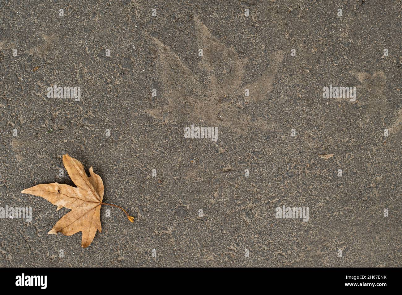 Una huella de una hoja de otoño en el asfalto, junto a ella se ... Una huella de una hoja de otoño en el asfalto, junto a ella se ...