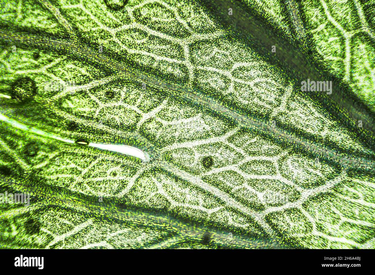 Células De Apio Bajo El Microscopio