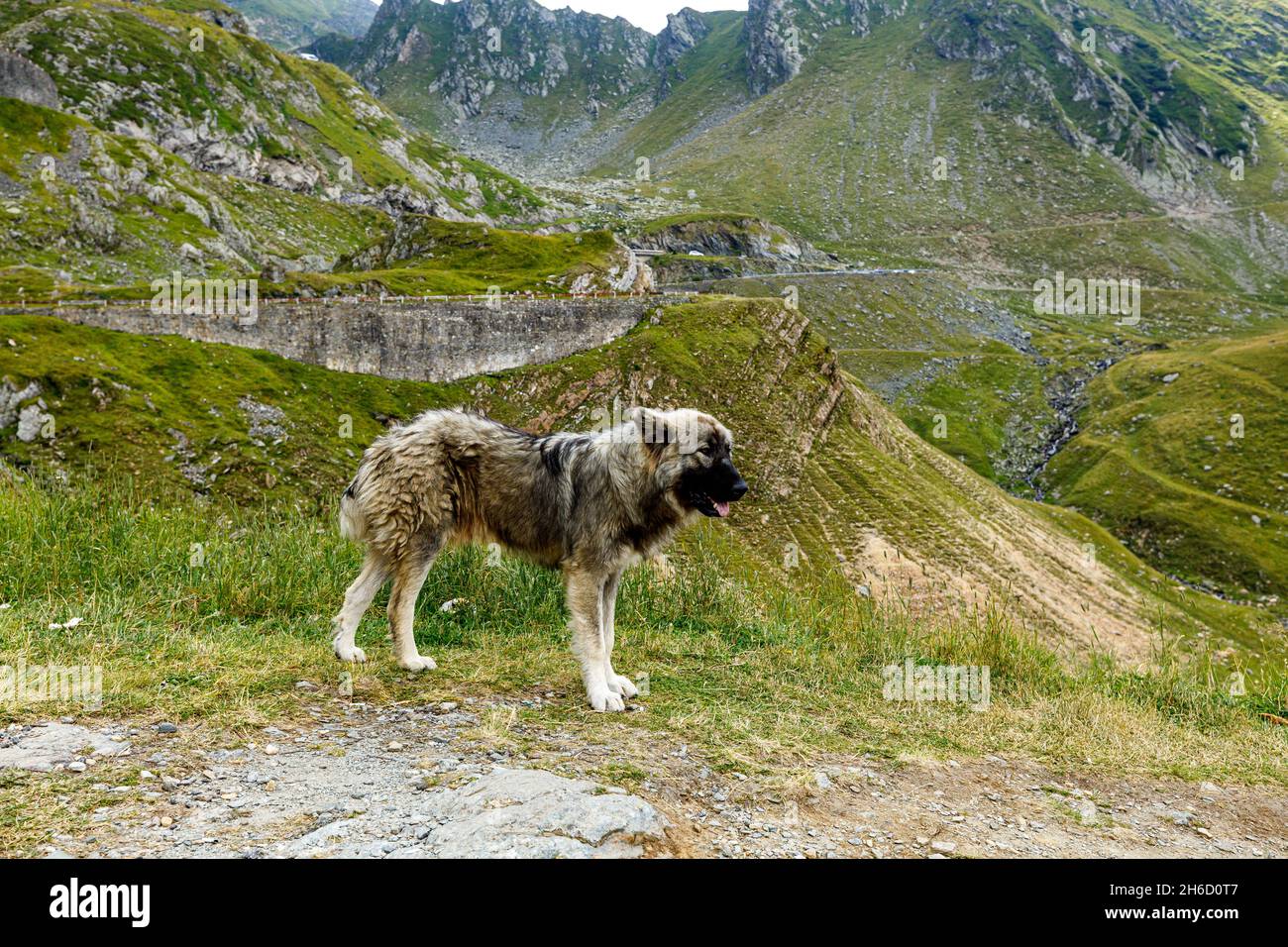 Cuantos Pezones Tiene Un Pastor De Los Carpatos
