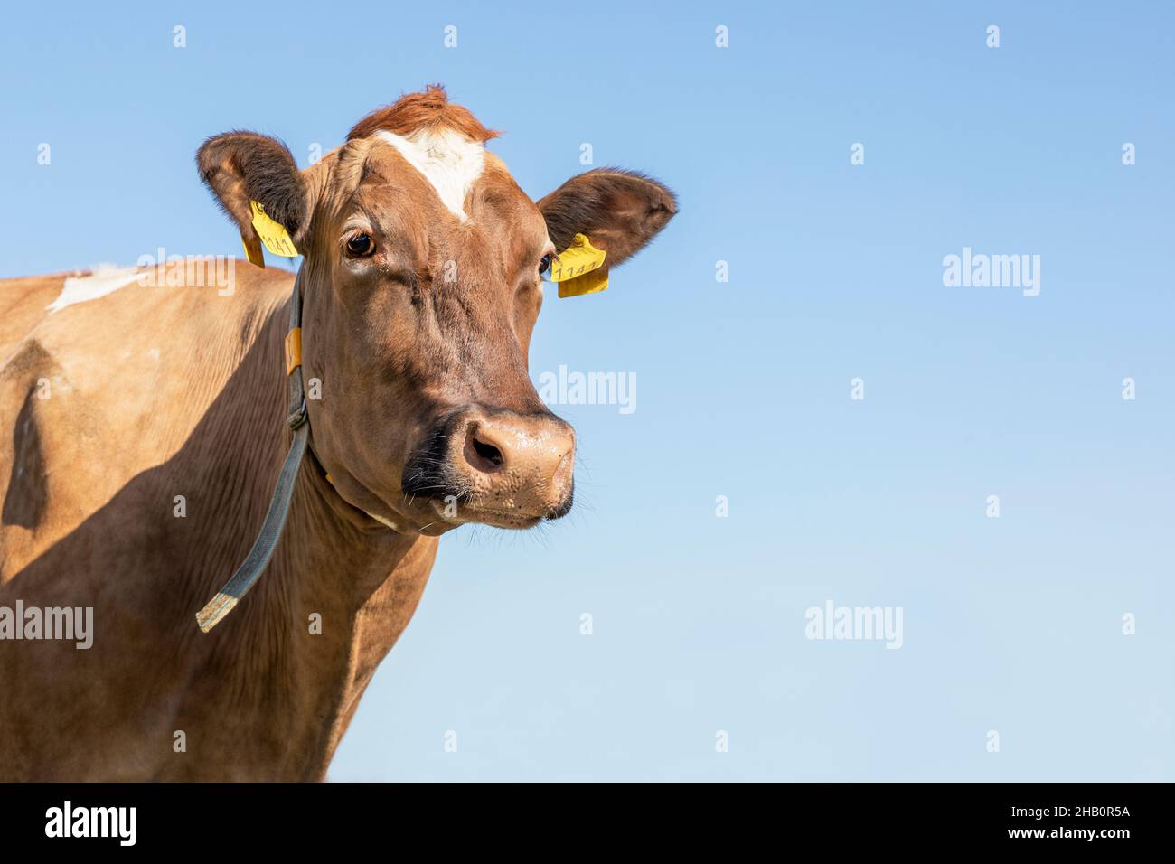 Ventilación básico Expresión en el pais de las vacas sin ojos Mujer ...
