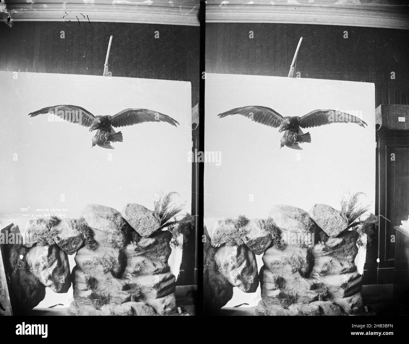 Garra De Zarzamora Y Escarcha De Halcón