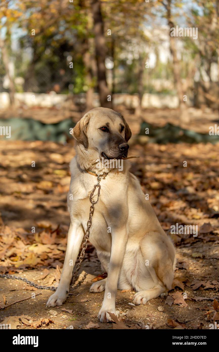 Es El Kangal Turco El Perro Mas Grande