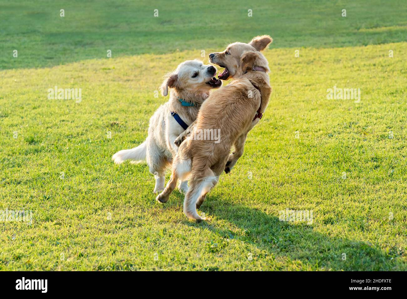 Los Perros Juegan A Pelear