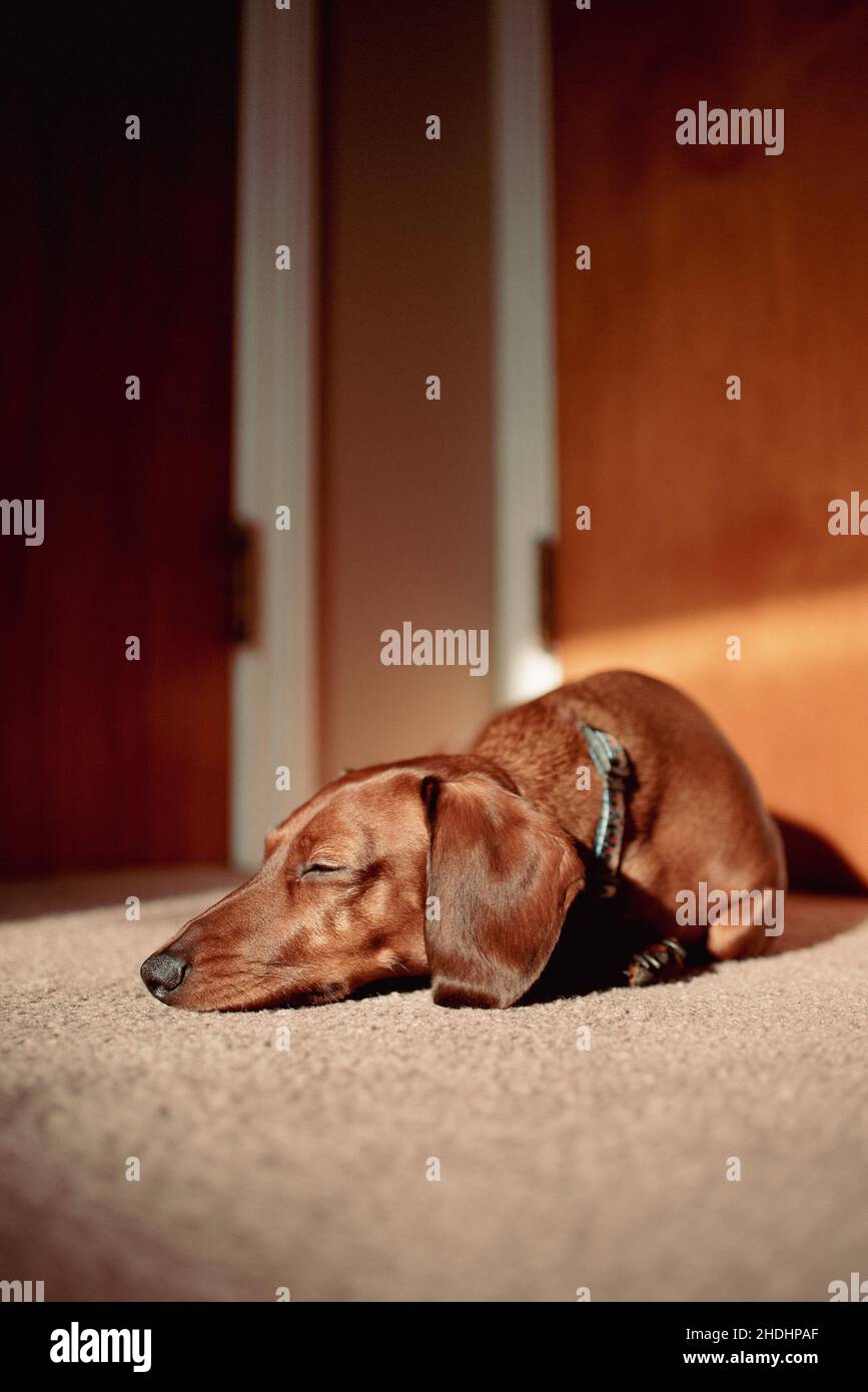 Cuanto Cuesta Un Perro Weiner