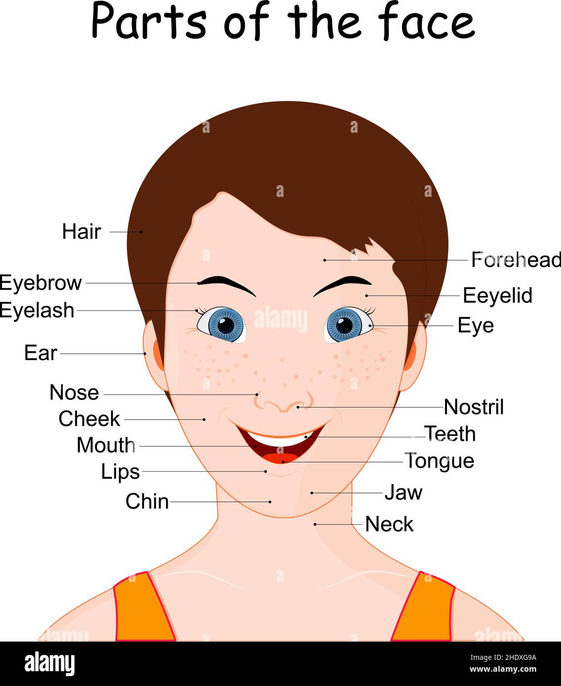 Partes De La Cara Para Imprimir