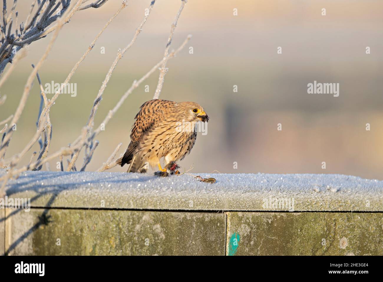 Eating a mouse fotografías e imágenes de alta resolución - Alamy