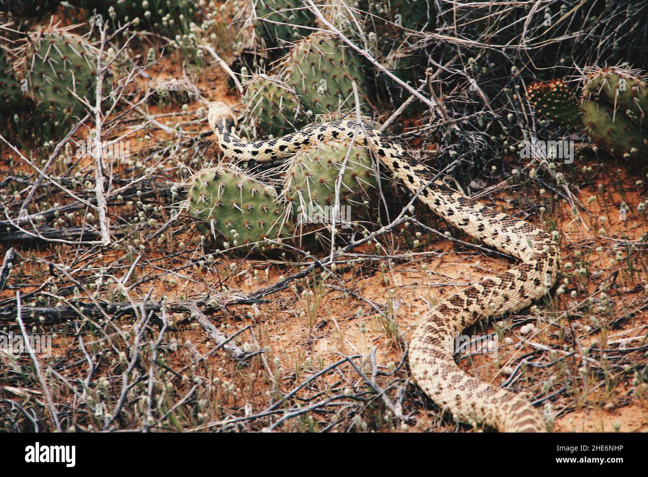 Primer plano de una serpiente de cascabel arrastrándose sobre cactus y ramas secas en el jardín ...