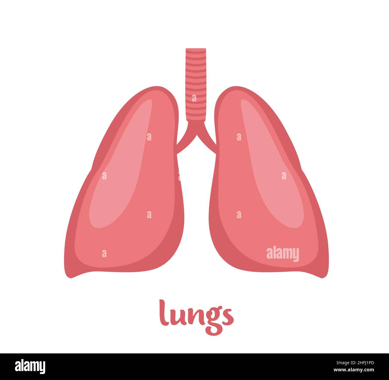 Pulmones órgano Interno Humano Órgano Interno Anatomía Ilustración