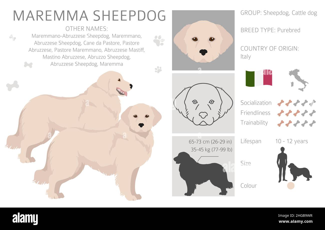 Are Cane Paratore Hypoallergenic