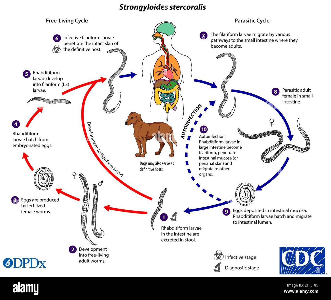 Diagrama de ciclo de vida de Strongyloides Storcoralis Fotografía de ...