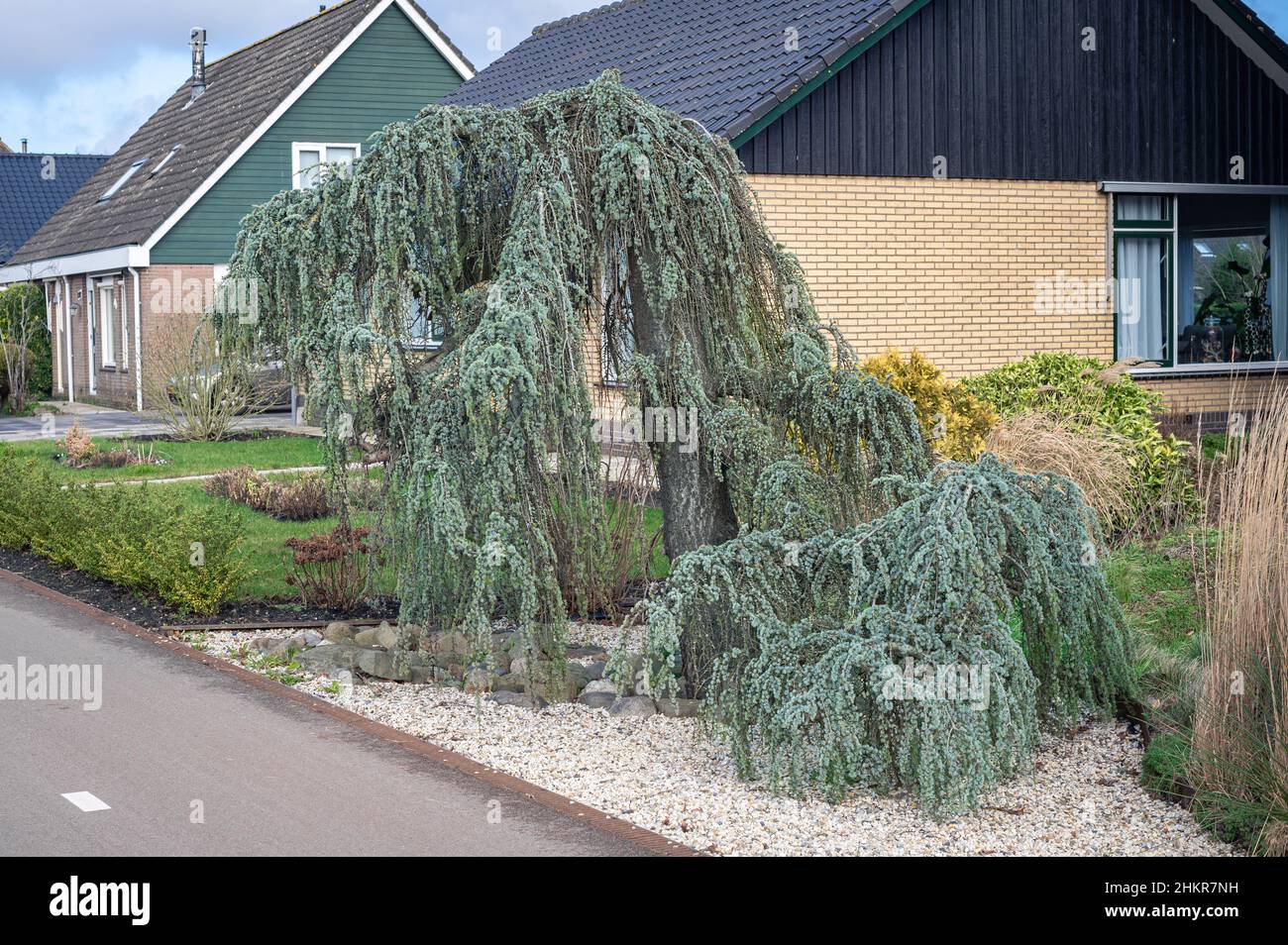 Cedro Azul Del Atlas