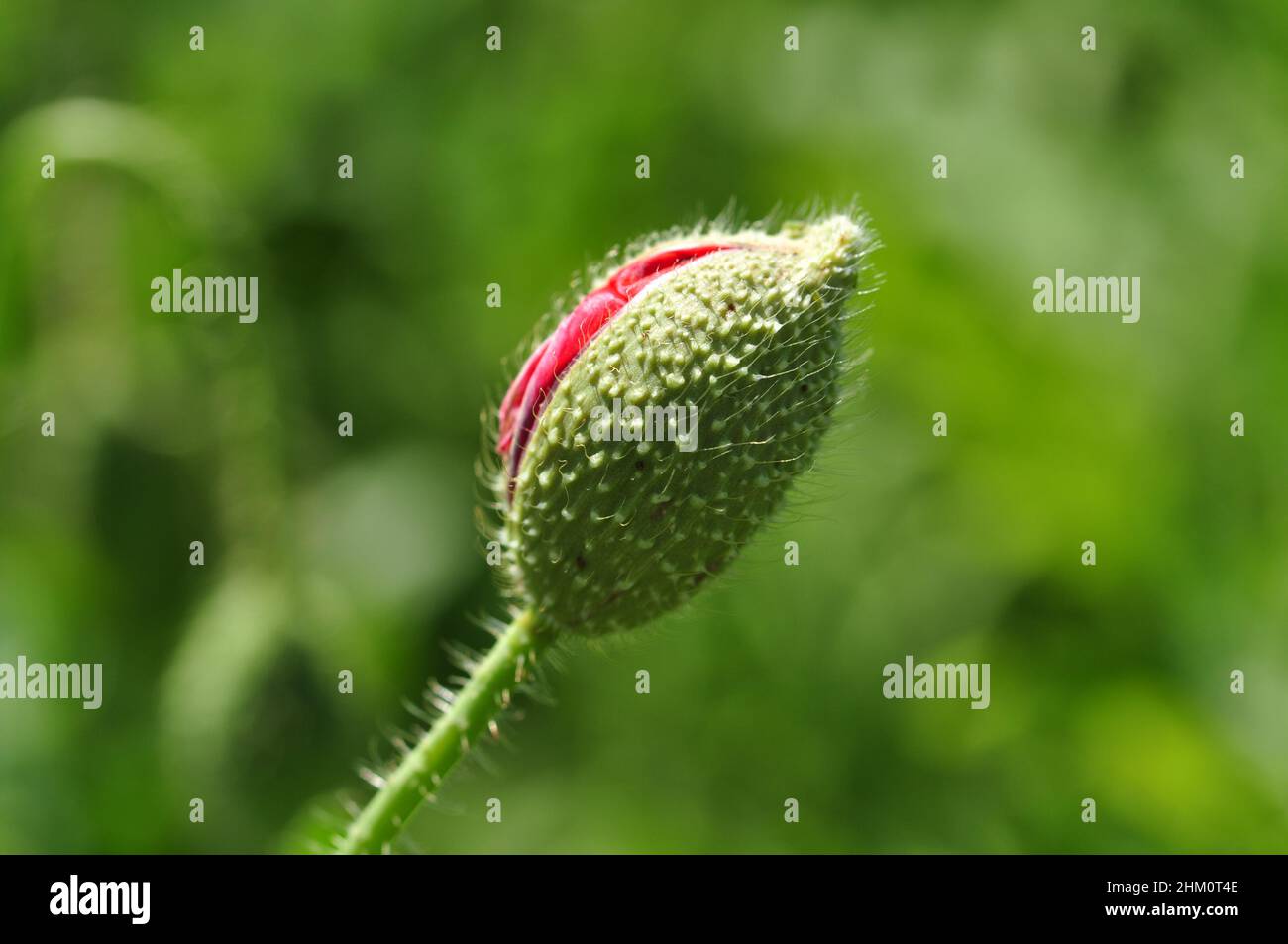 Capullo de flor silvestre fotografías e imágenes de alta resolución - Alamy