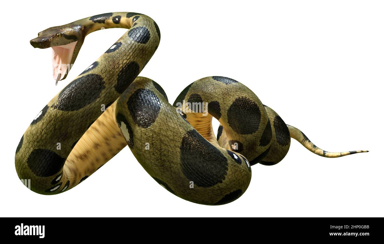 Ataque De Anaconda Verde