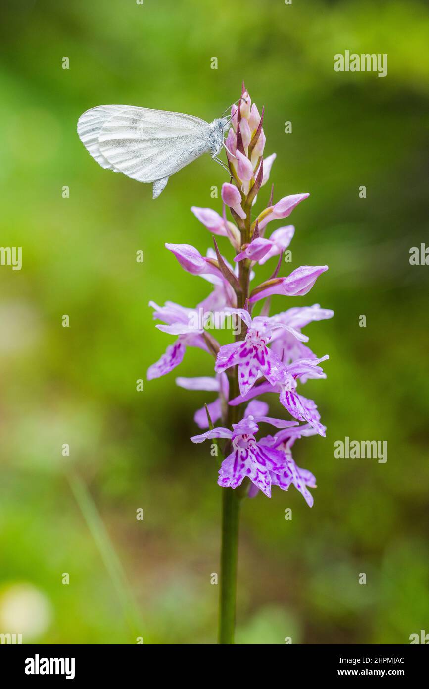 Leptidea sinapis (mariposa blanca de madera) o Leptidea reali (blanco ...