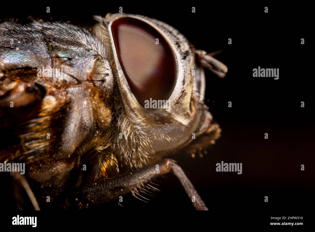 Cuerpo Peludo Fotografías E Imágenes De Alta Resolución Alamy