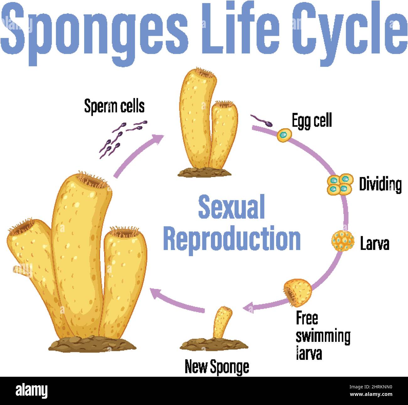 Diagrama Que Muestra La Ilustración Del Ciclo De Vida De Las Esponjas