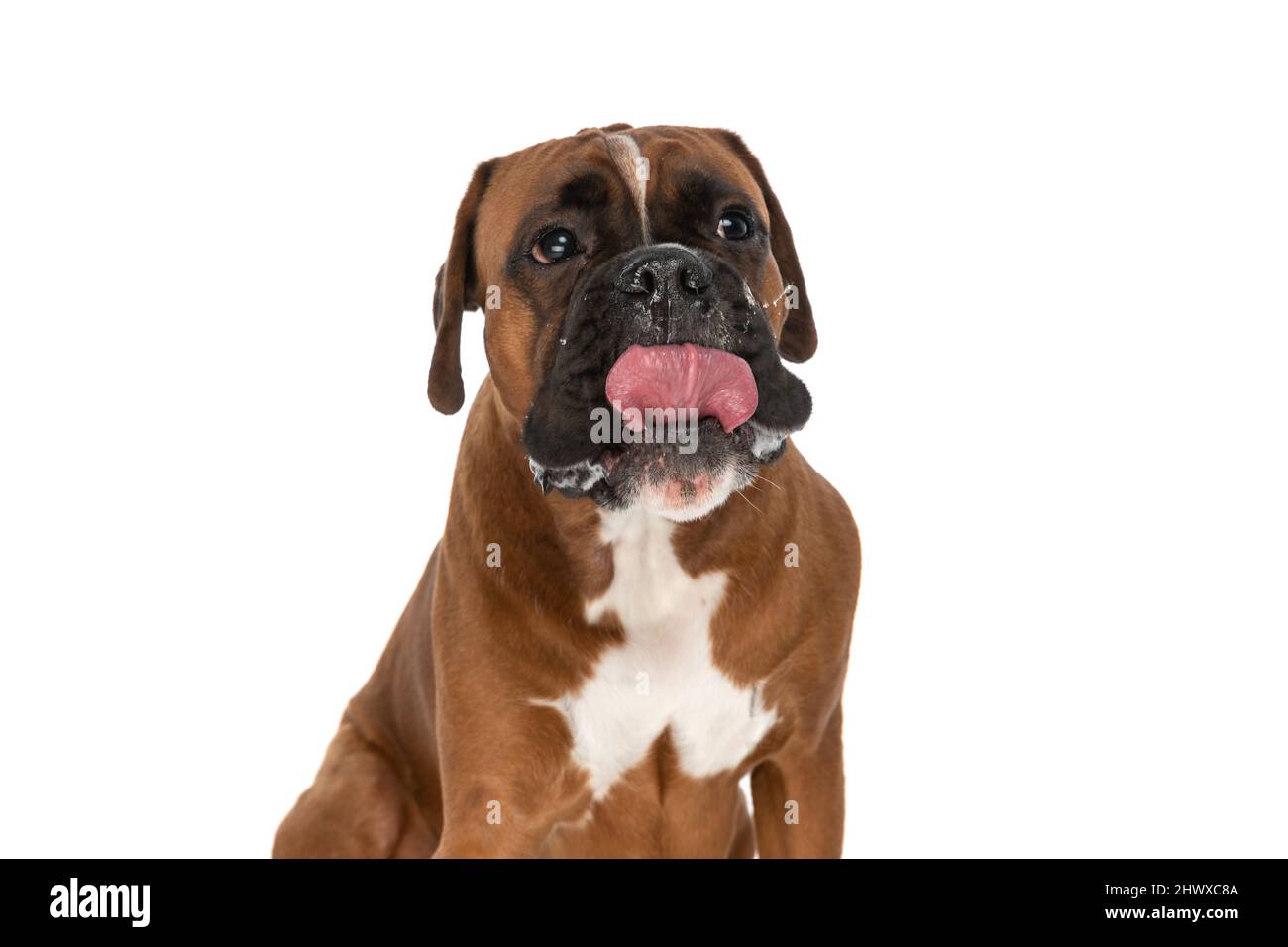 Puedes Atrapar Algo De Un Perro Lamiendo