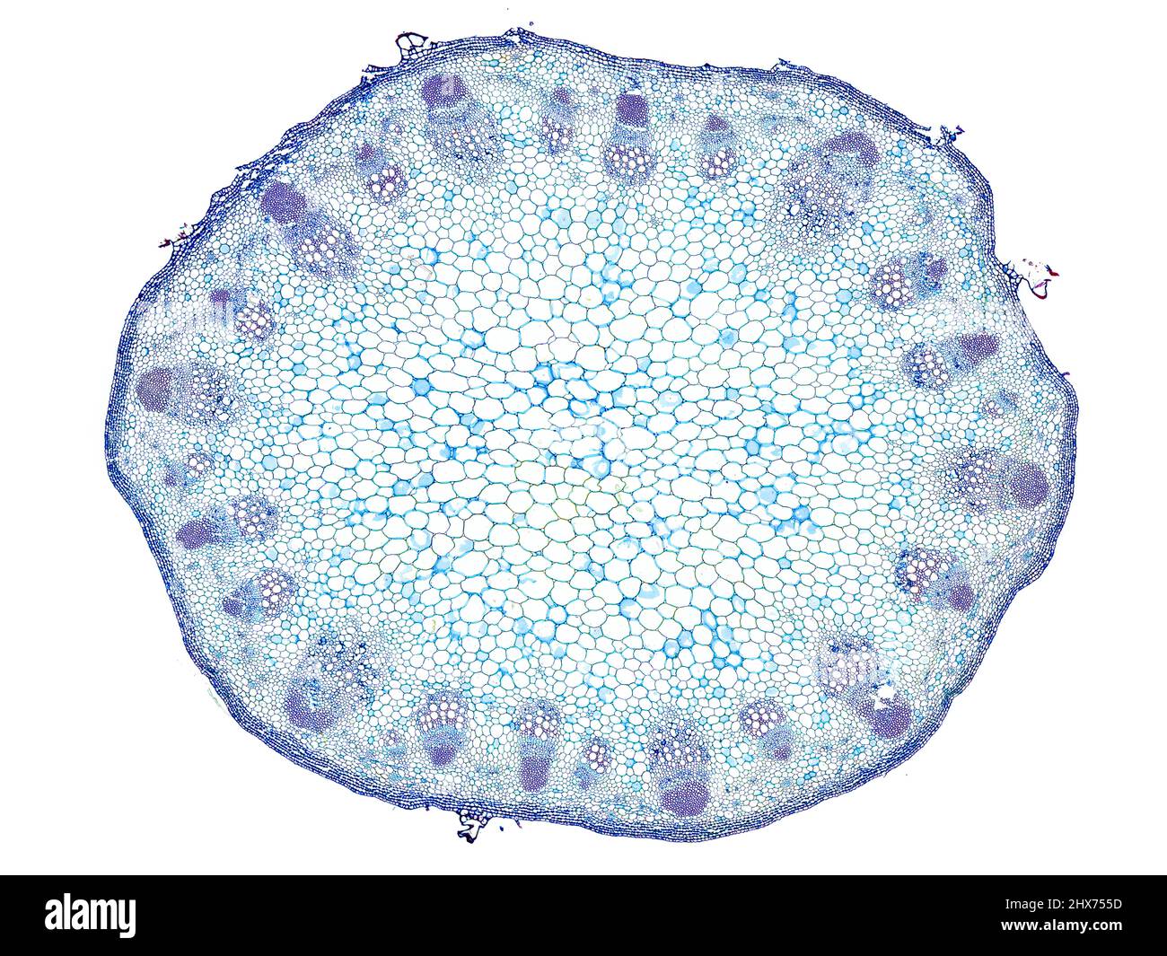 Células De Apio Bajo El Microscopio