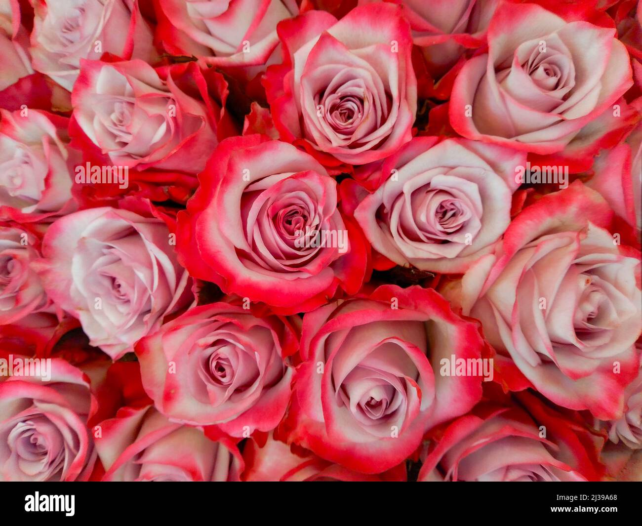 Fondo rosa fuerte fotografías e imágenes de alta resolución - Alamy