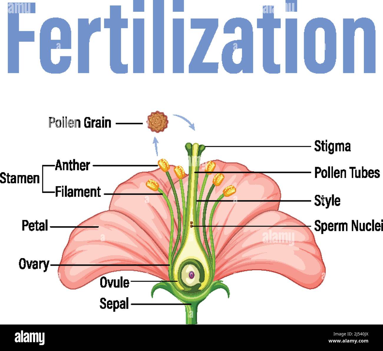 Fertilizacao De Flores