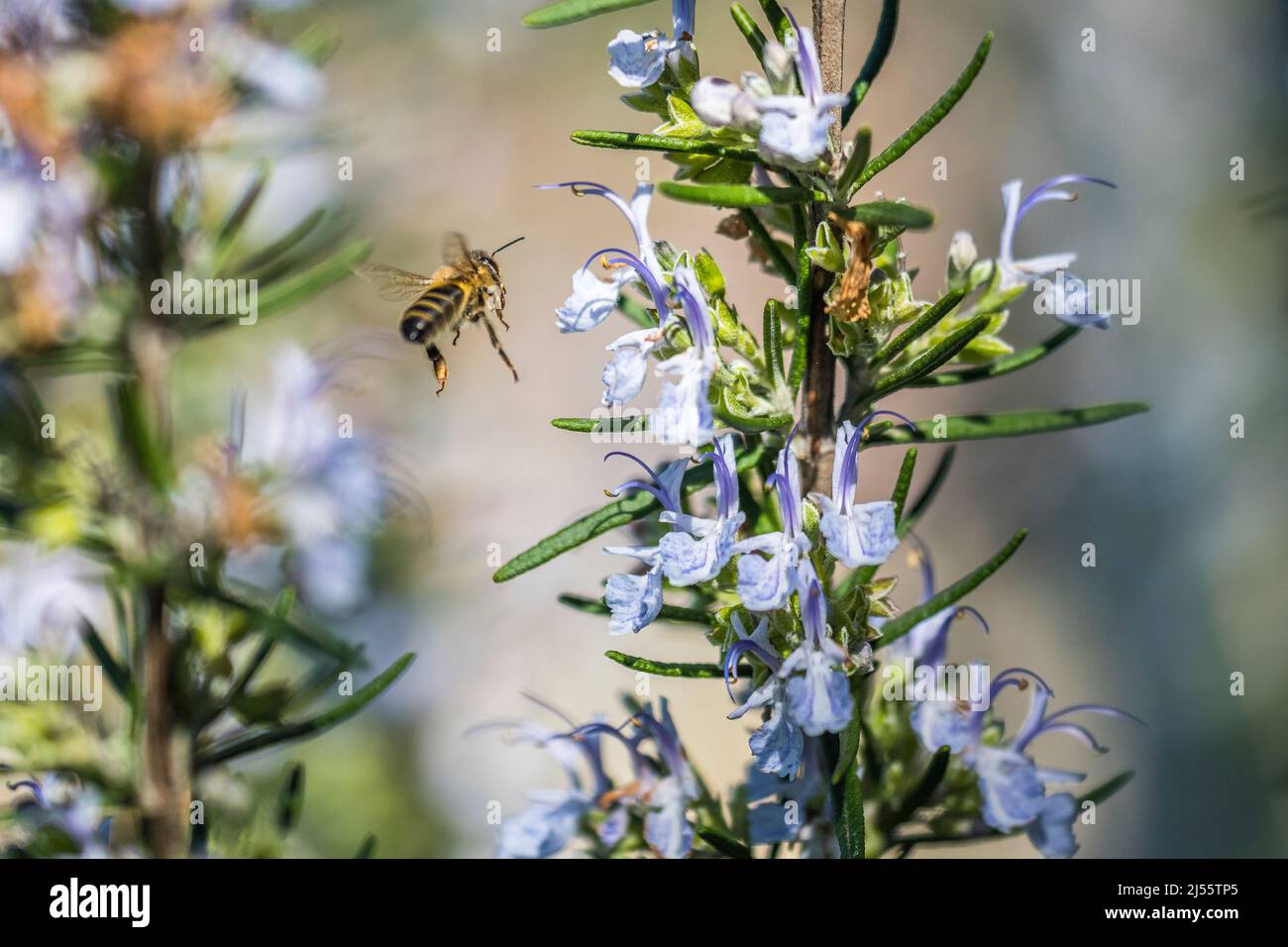 Especies De Abejas Melíferas