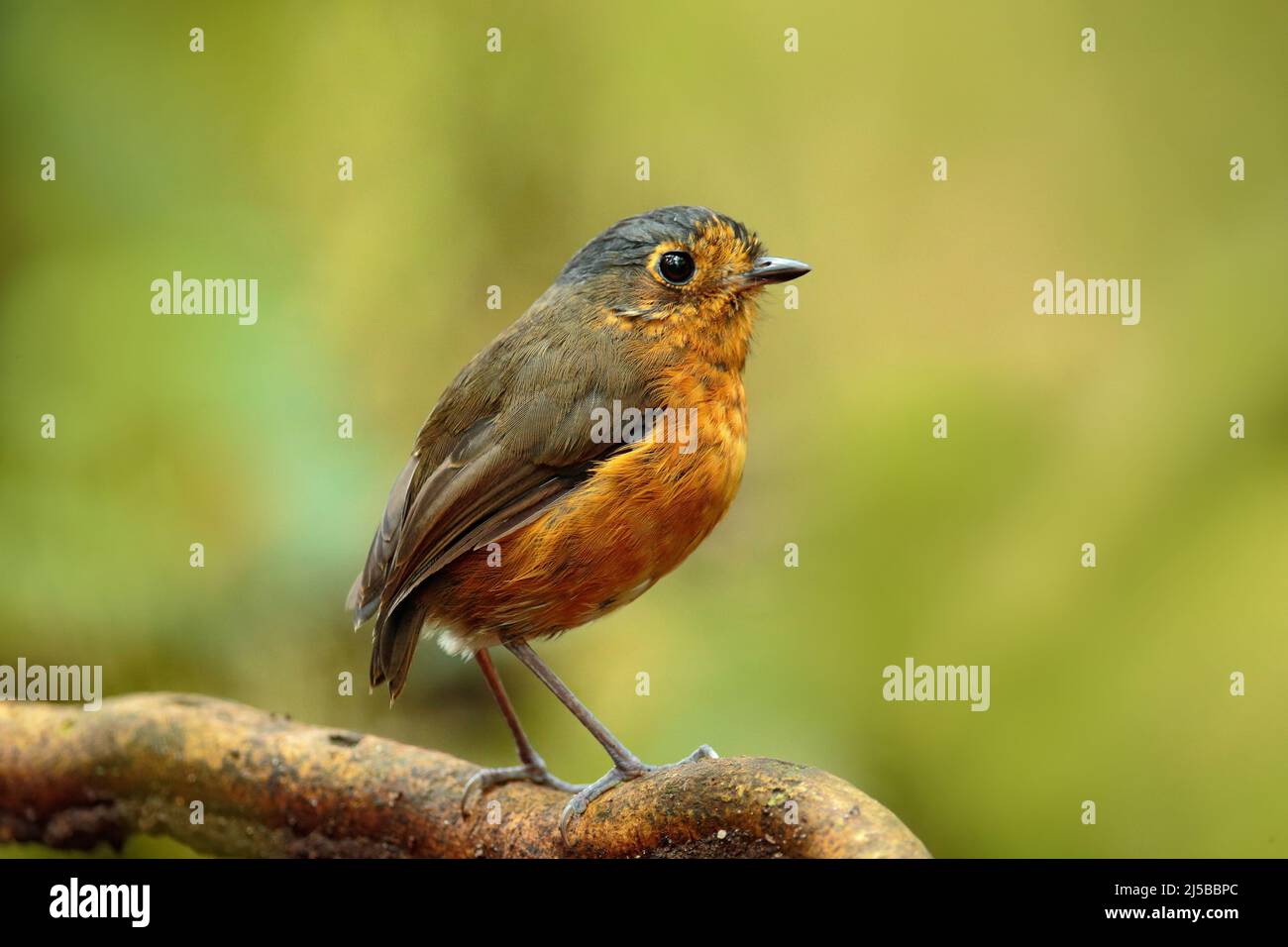 Observación De Aves En Colombia Sudamérica Antpitta Bicolor