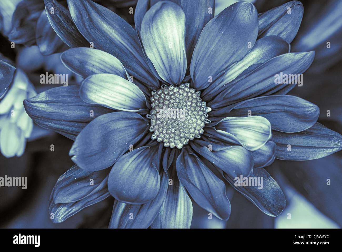 Hermosa Fotografía En Blanco Y Negro Con Un Toque De Color