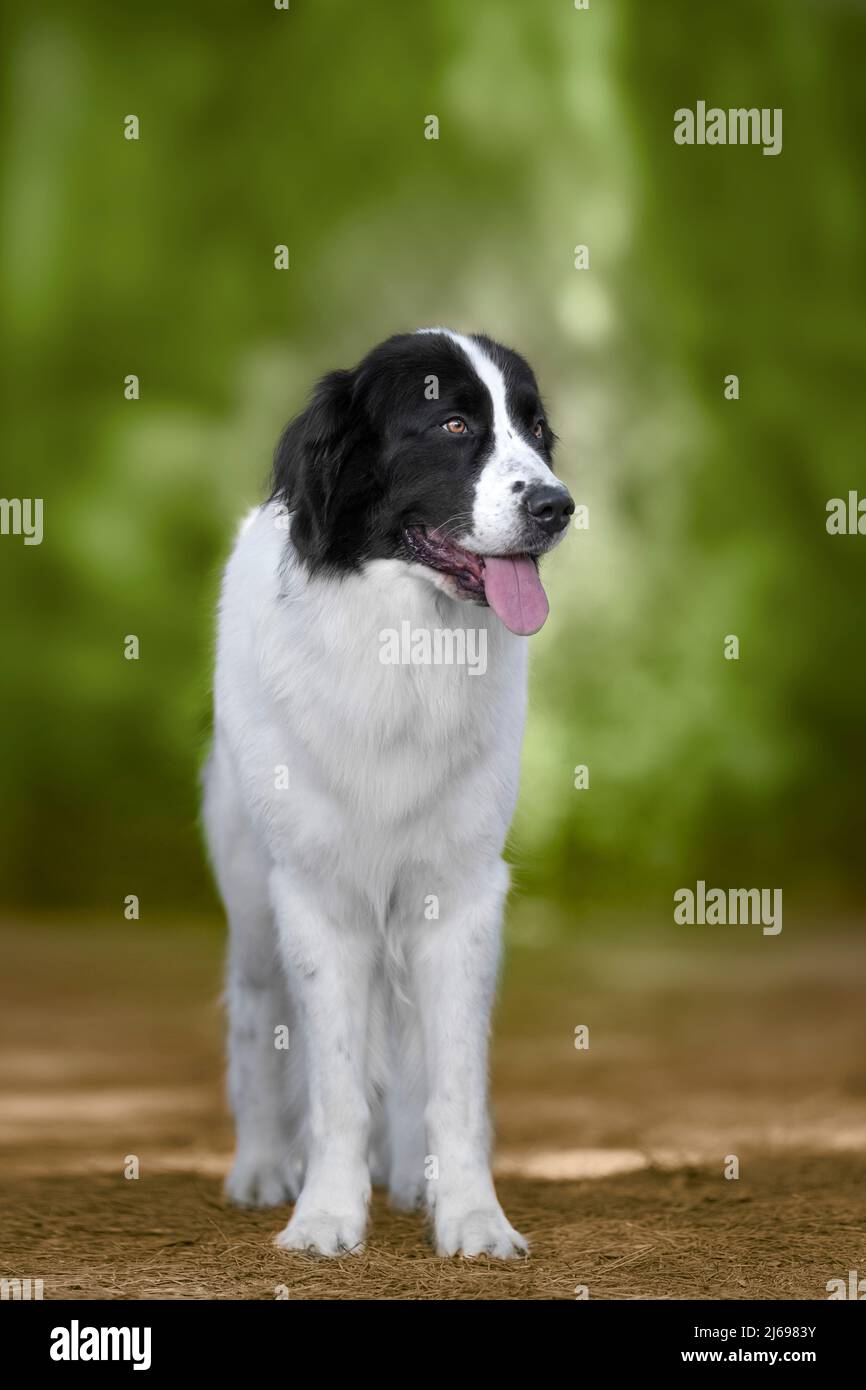 Es El Landseer Una Buena Raza De Perro