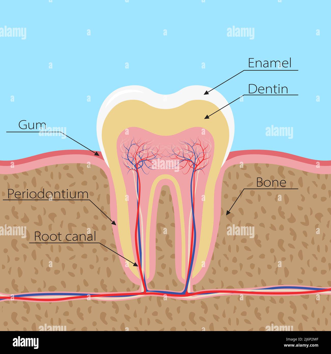 Anatomia del diente Imágenes vectoriales de stock - Alamy