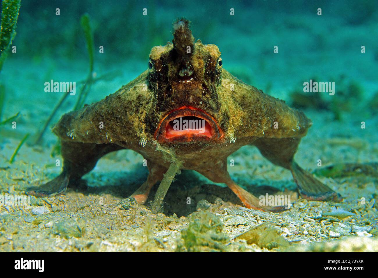 PECES Con PATAS Nombres Y Fotos, 49% OFF | brunofuga.adv.br