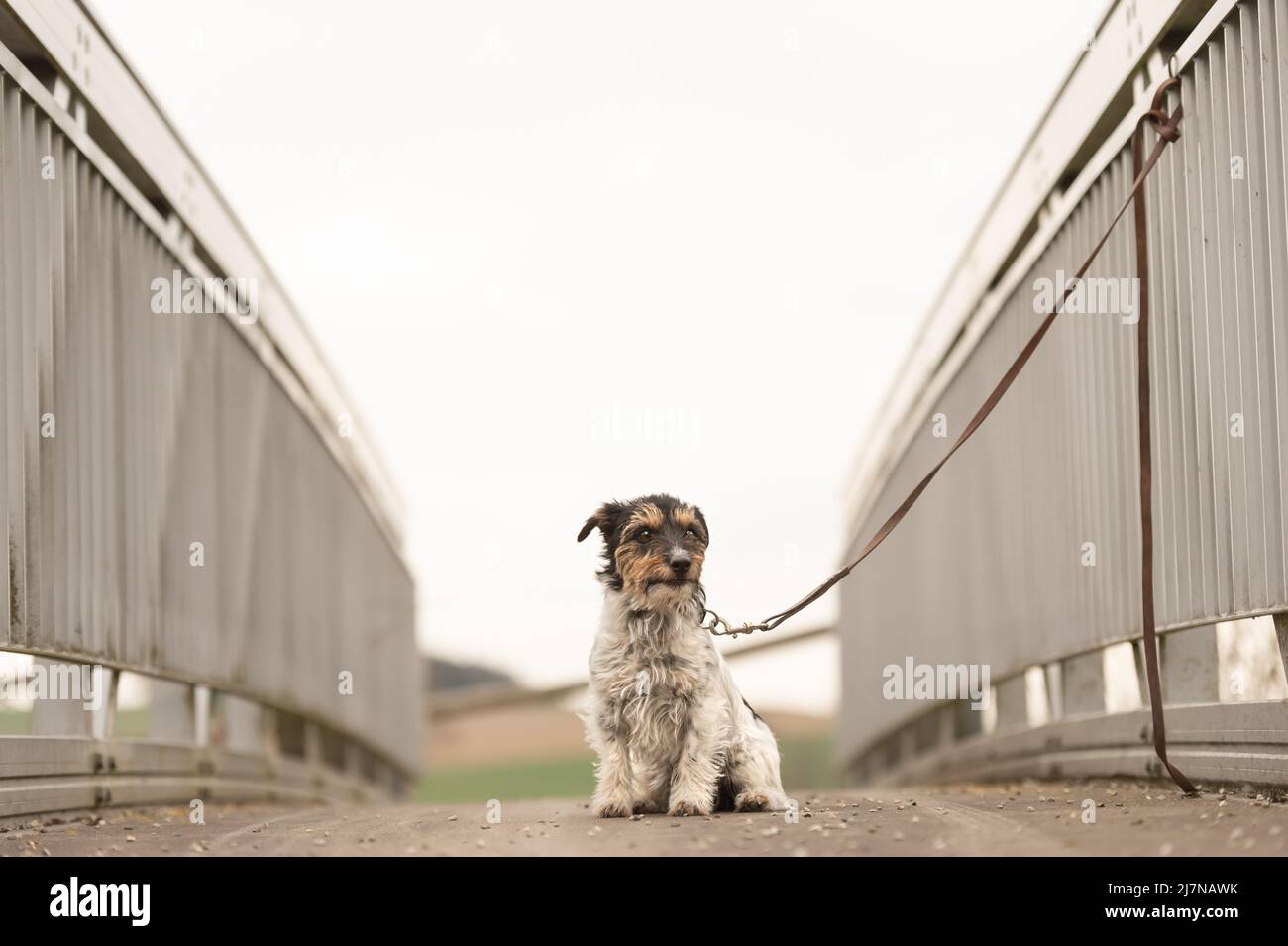 Se Permiten Perros En Los Puentes Naturales