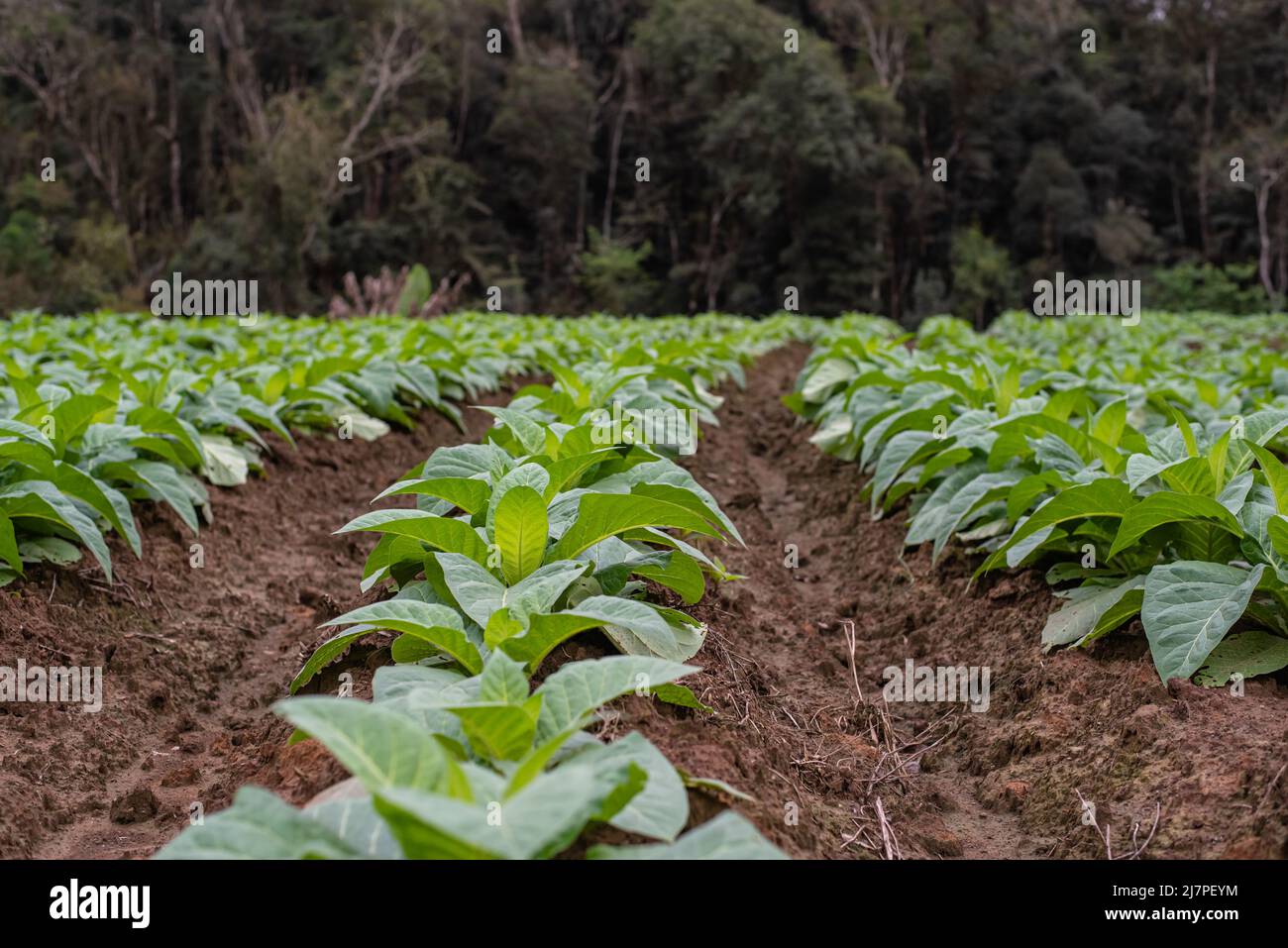 Agricultura en una fila fotografías e imágenes de alta resolución - Alamy